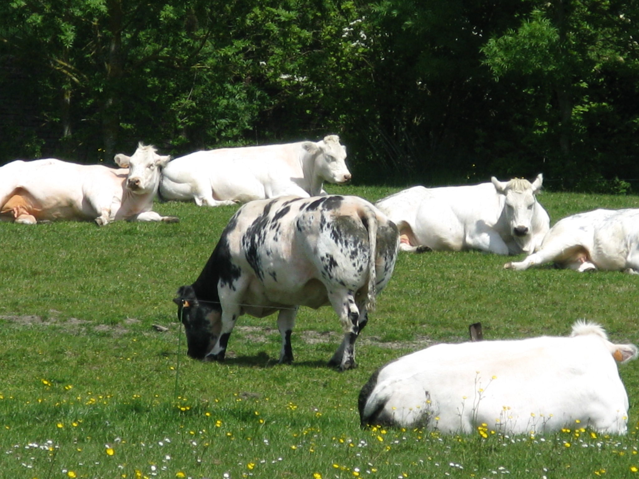 Le Blanc Bleu Belge – La ferme des 4 chemins – Belgique – Olivier Pouille